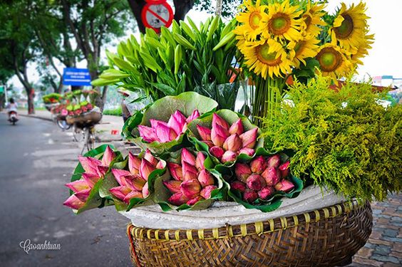 Hanoi has 12 flower seasons